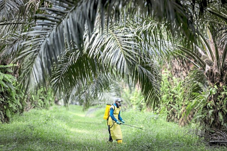 Lowongan Kerja Di Perkebunan Kelapa Sawit Terbaru - CV. Karya Putra Benua